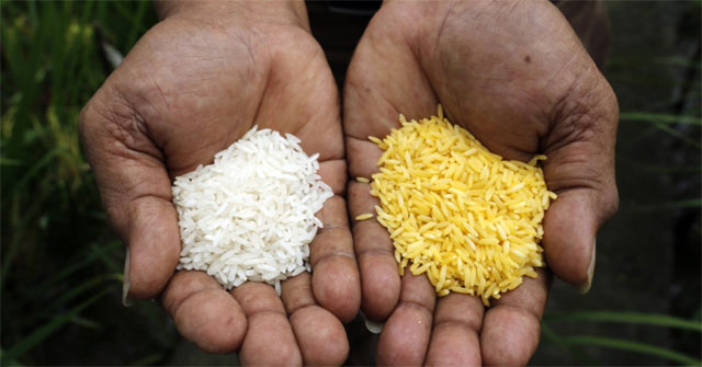 Bangladesh sắp trở thành quốc gia đầu tiên cho phép trồng gạo vàng biến ...