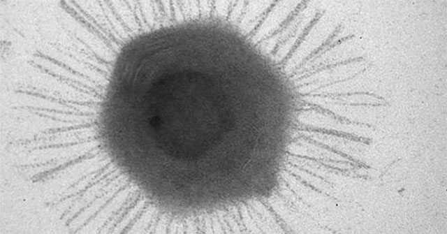 Phát hiện virus khổng lồ ở rãnh đại dương sâu nhất thế giới