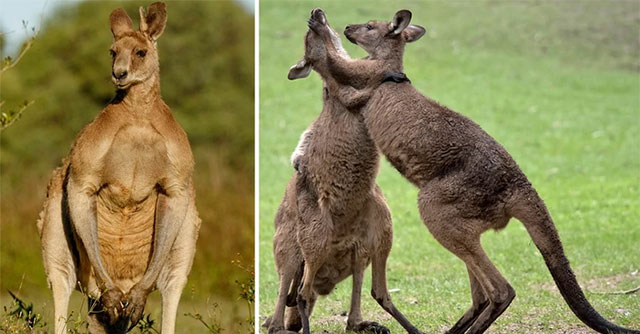 Con người sẽ sớm được cấy "gân" của kangaroo để phục hồi những chần ...