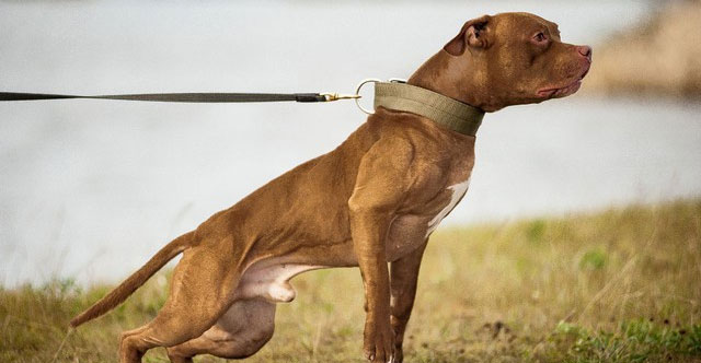 Liệu 20 con chó pitbull có thể sống sót trong một tuần nếu được đưa vào ...