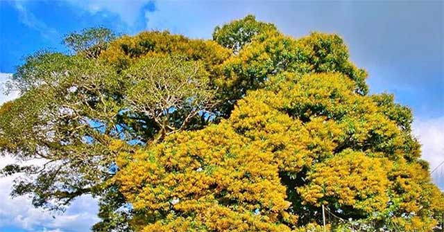 Cây Trôi cổ thụ 800 tuổi chỉ nở hoa một bên được công nhận là cây di ...