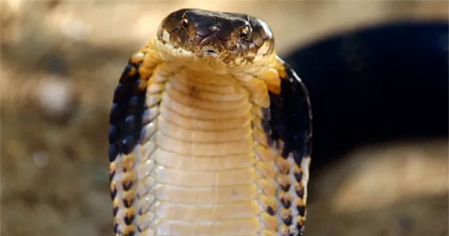 Bí ẩn về loài rắn hổ mang chúa được giải mã sau 188 năm